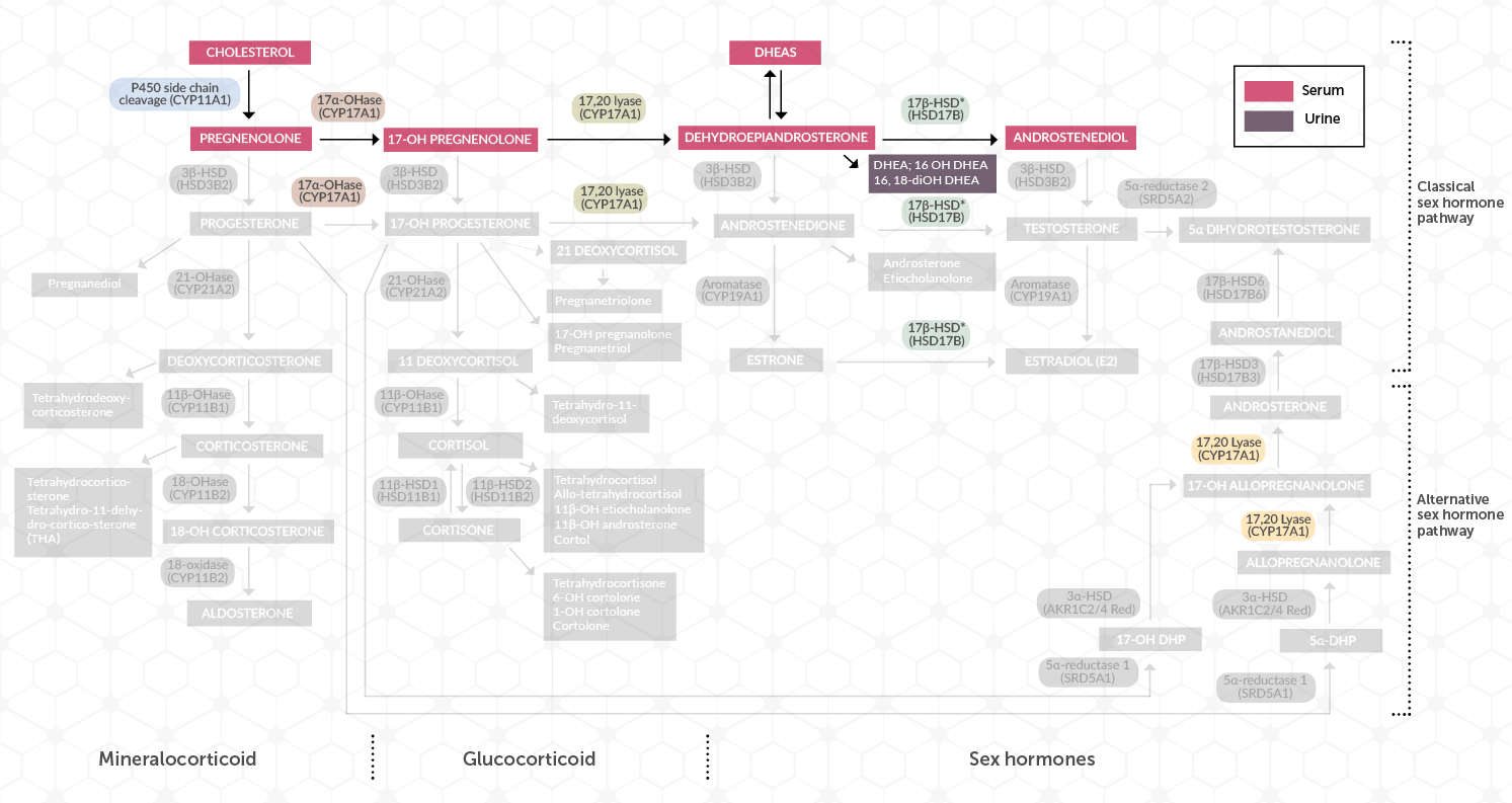 sp21210 | Steroid Pathways